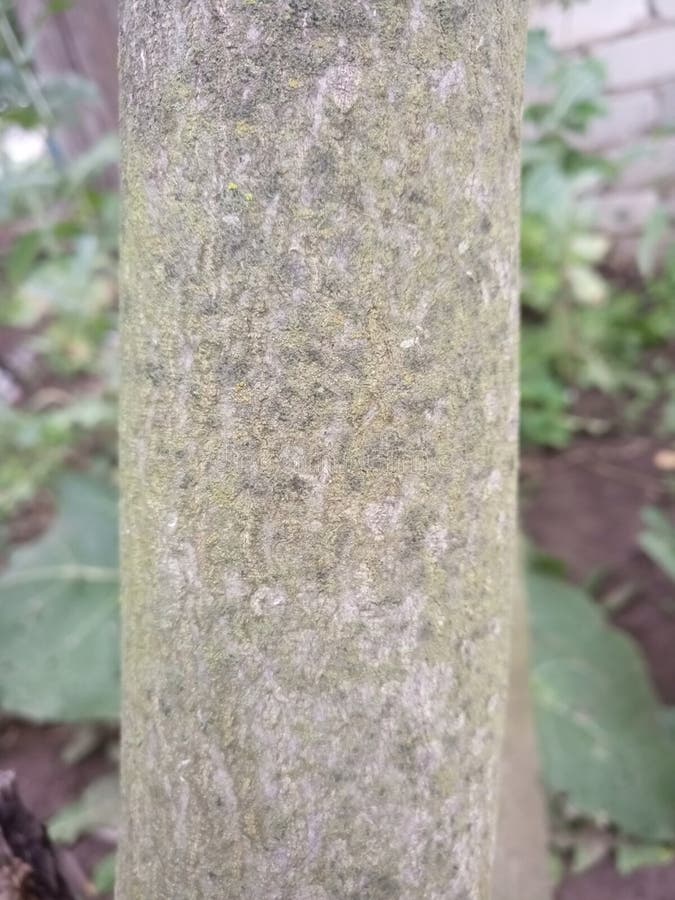 The Texture and Bizarre Pattern of Tree Bark in a Dense Forest is ...