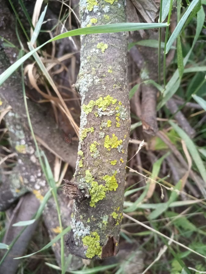 The Texture and Bizarre Pattern of Tree Bark in a Dense Forest is ...