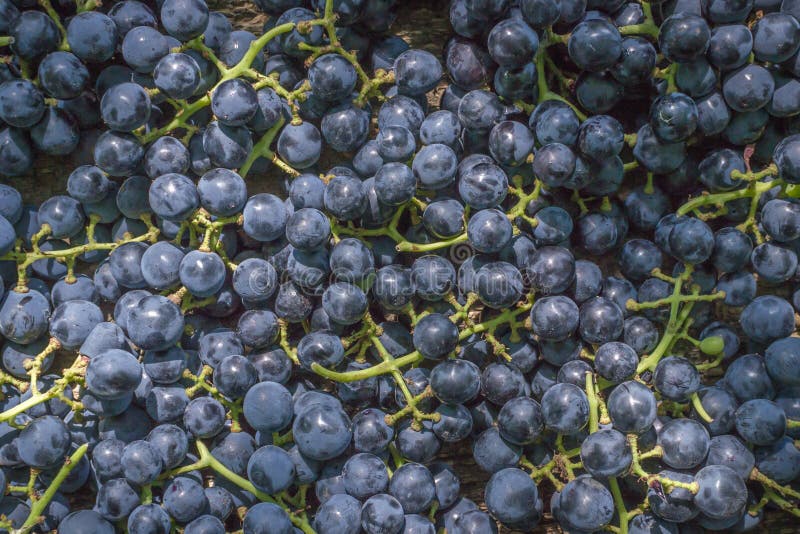 Texture of black grapes stock photo. Image of branch - 124937836