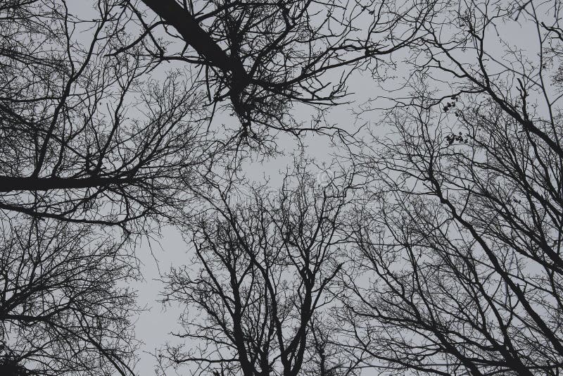 Texture of Black Tree Branches in the Gray Sky for Background. Stock ...