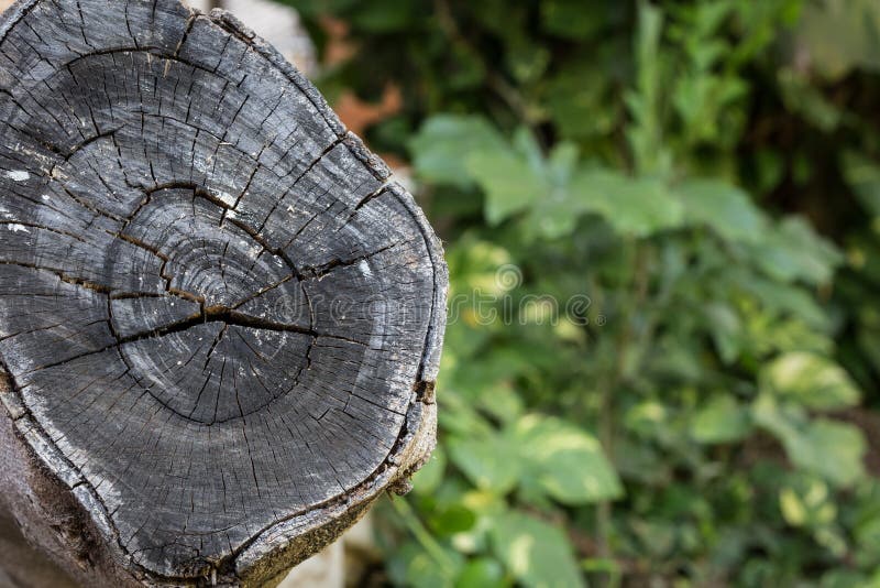Texture of Black Wood Logs Background with Crack Damage Stock Image ...