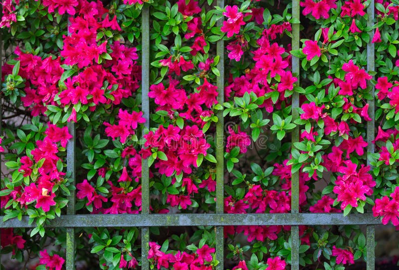 Texture from Blooming Azalea Stock Image - Image of spring, bush: 93039291