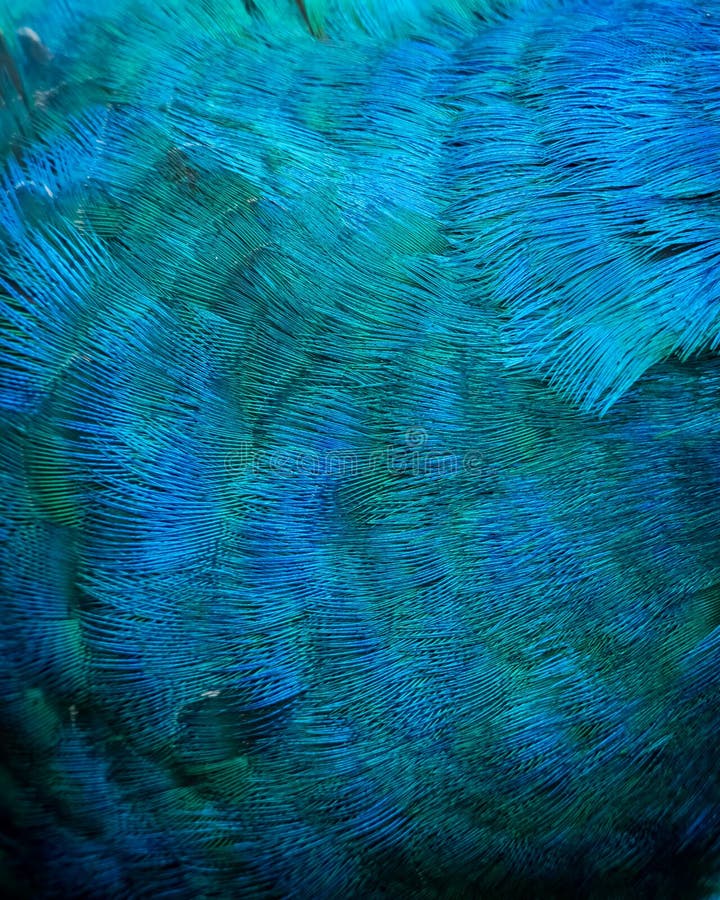 Texture of Blue and Green Peacock Chest and Neck Feathers Stock Image ...