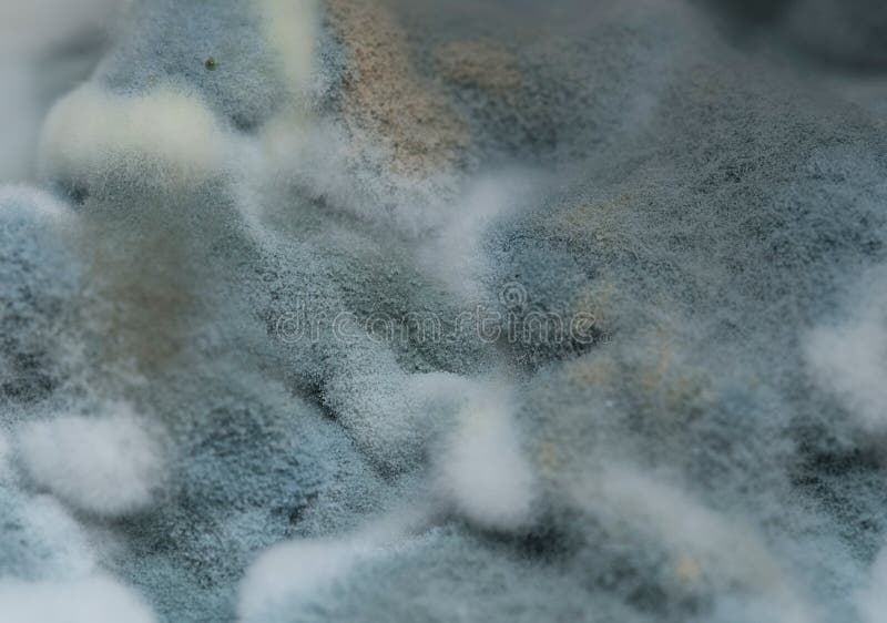 Texture of Blue Mold. Macro View Stock Image - Image of replication ...