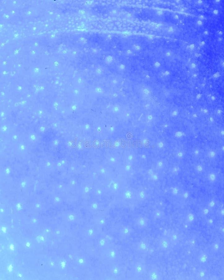 Texture of a Blue Pear Skin Stock Image - Image of fruit, isolated ...