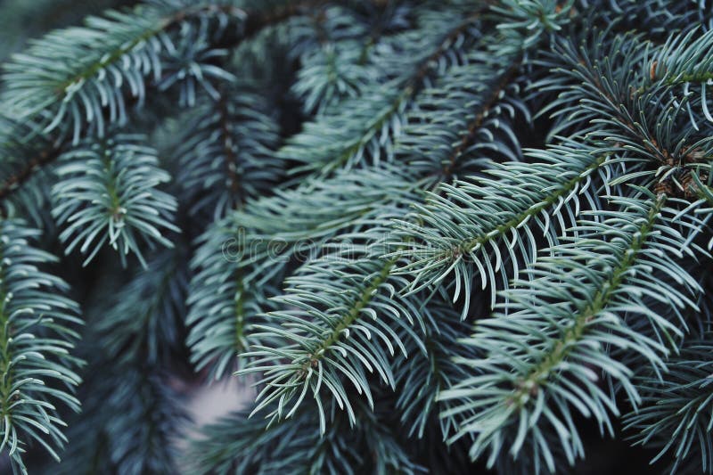 Texture of blue pine tree. stock photo. Image of winter - 156230958