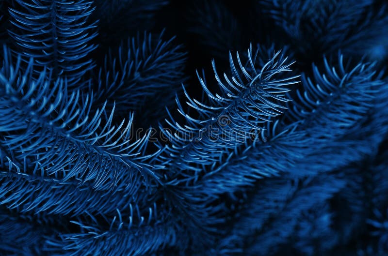 Texture of blue pine tree. stock image. Image of background - 166392007