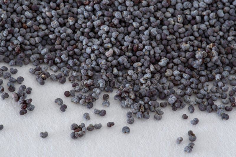 Blue poppy seeds stock image. Image of food, detail - 312063481