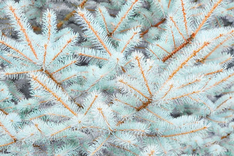 Texture of Blue Spruce Branches, Background of White Needles Closeup ...