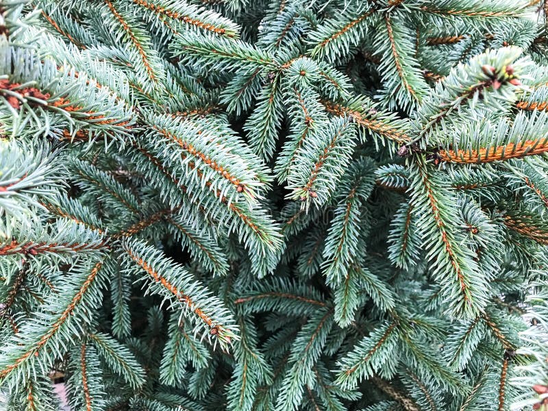 Texture of Blue Spruce Branches Stock Photo - Image of background ...