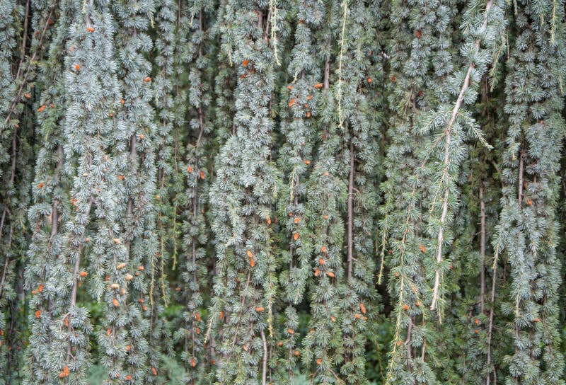 Texture of Blue Spruce with Drooping Branches Stock Photo - Image of ...