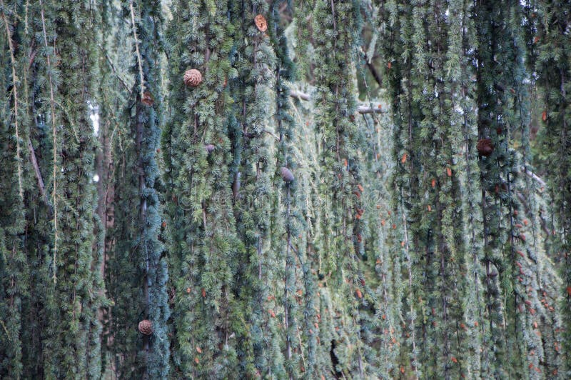 Texture of Blue Spruce with Drooping Branches Stock Photo - Image of ...