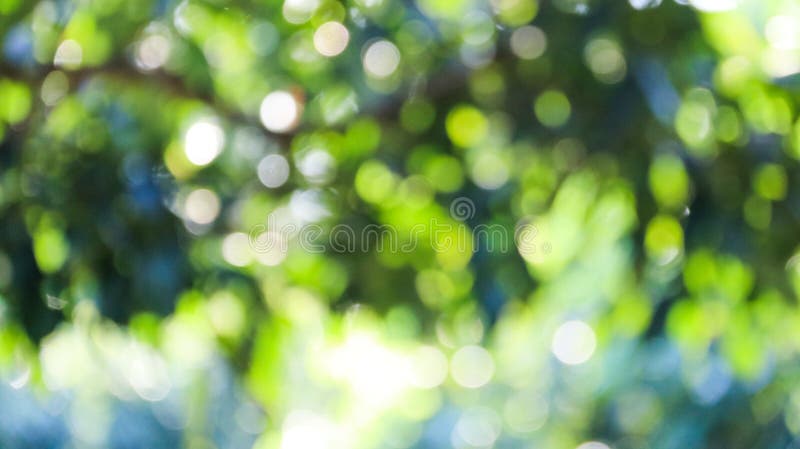 Texture of Blur Tree Bokeh Background Stock Image - Image of light ...