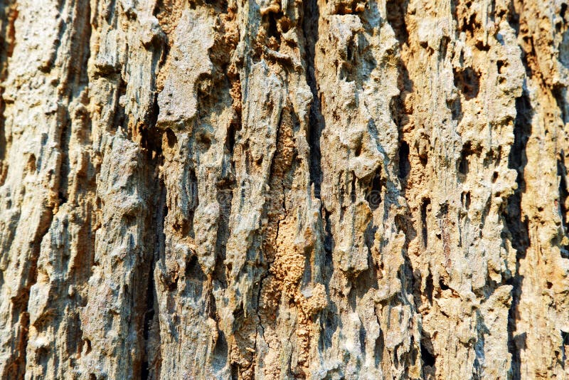 Texture of the Body Tree is Break Pattern Stock Photo - Image of mast ...