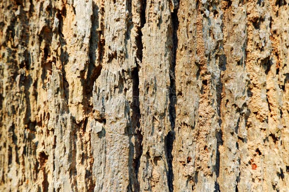 Texture of the Body Tree is Break Pattern Stock Image - Image of plant ...