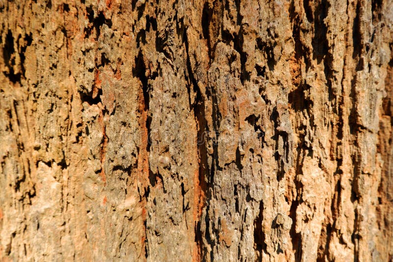 Texture of the Body Tree is Break Pattern Stock Photo - Image of detail ...