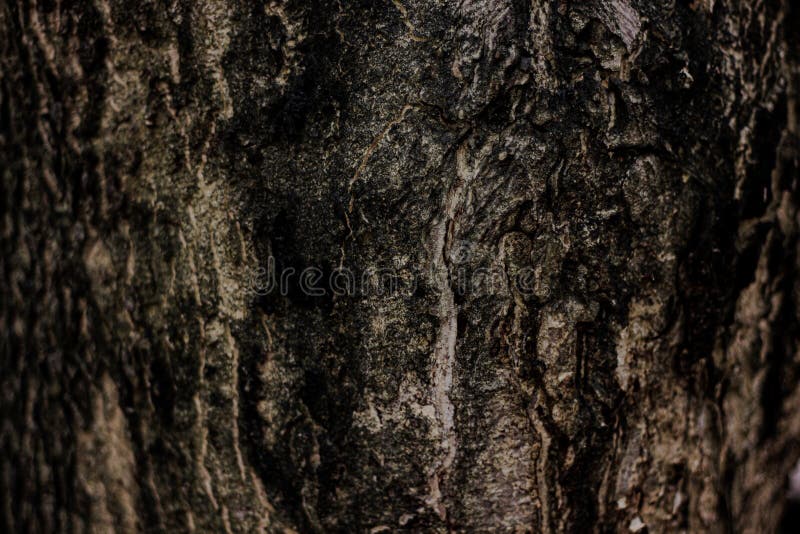 The Body of the Tree Which is Peeled Off. Visible because of Getting ...