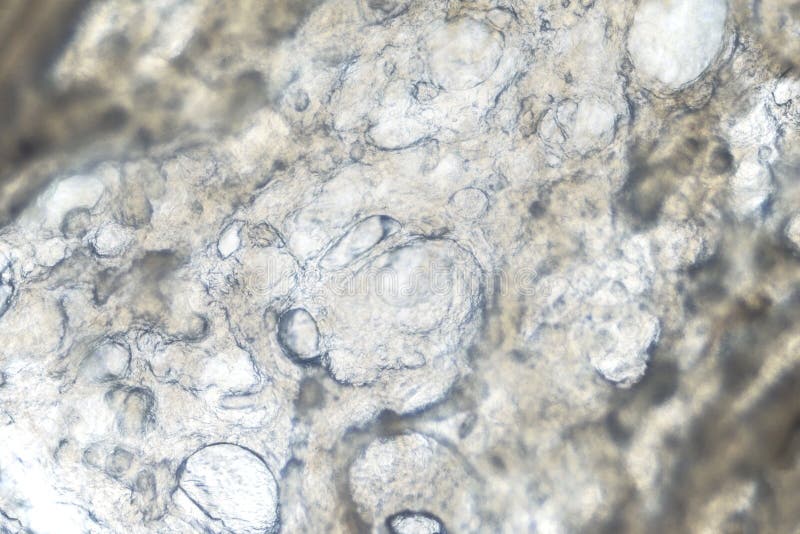 Texture of Boiled Sausage Under the Microscope Stock Image - Image of ...