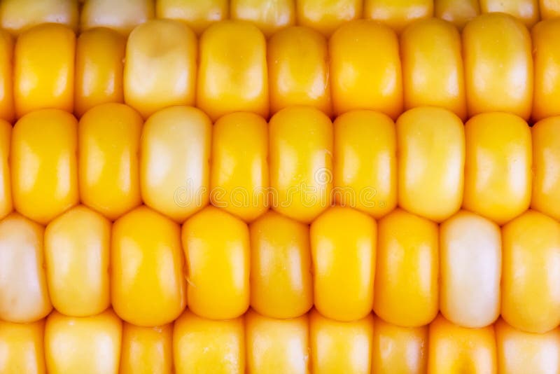 Texture of Boiled Yellow Corn Grains. Stock Photo - Image of ...