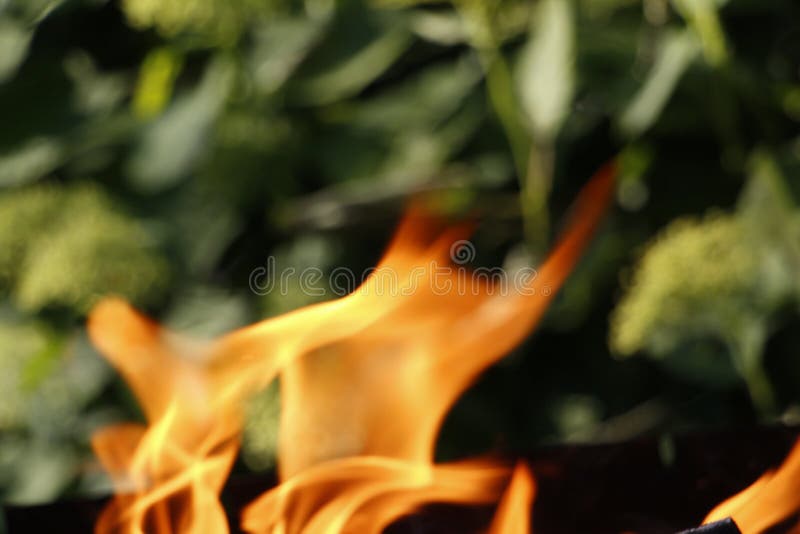 Texture. Bonfire. Orange Flame of a Fire. Bonfire Close Stock Image ...