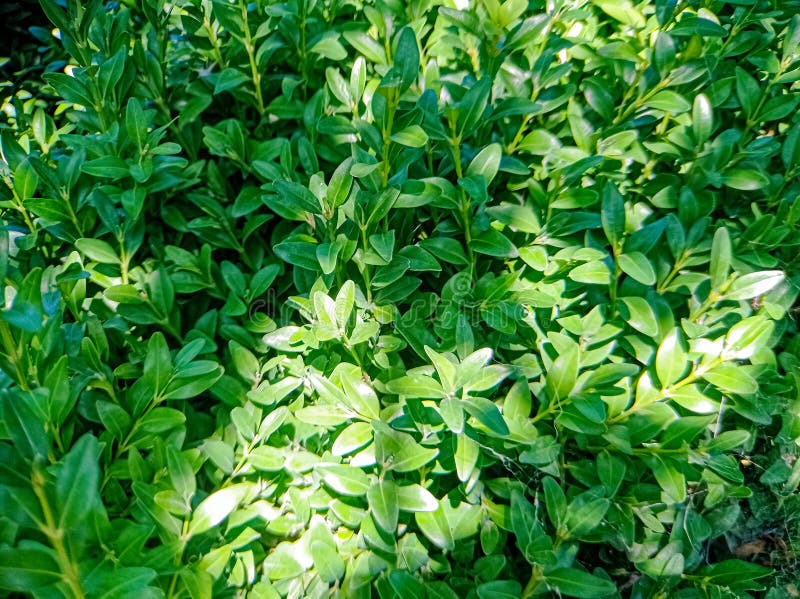 Boxwood Tree Texture Macro Close Up View Stock Photo - Image of garden ...