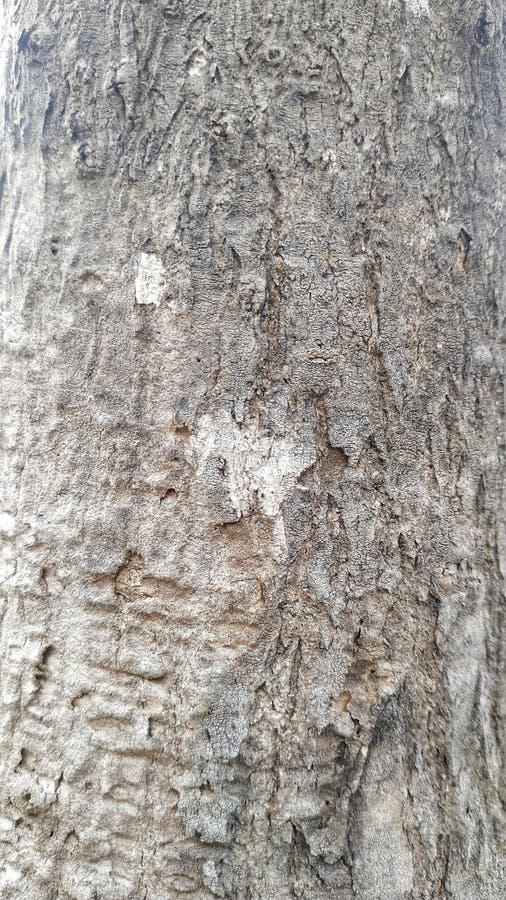 A texture from a branch stock photo. Image of trunk - 209718528