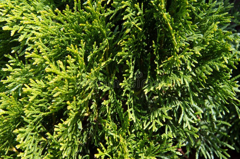 The Texture of the Branches of the Evergreen Plant. Stock Photo - Image ...