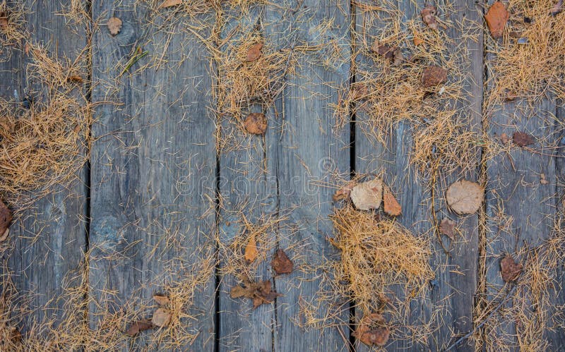 Texture of the Branches of the Fallen Spruce Stock Image - Image of ...