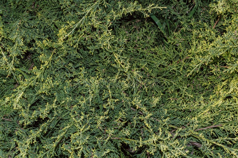 The Texture of the Branches of the Juniper Stock Photo - Image of plant ...