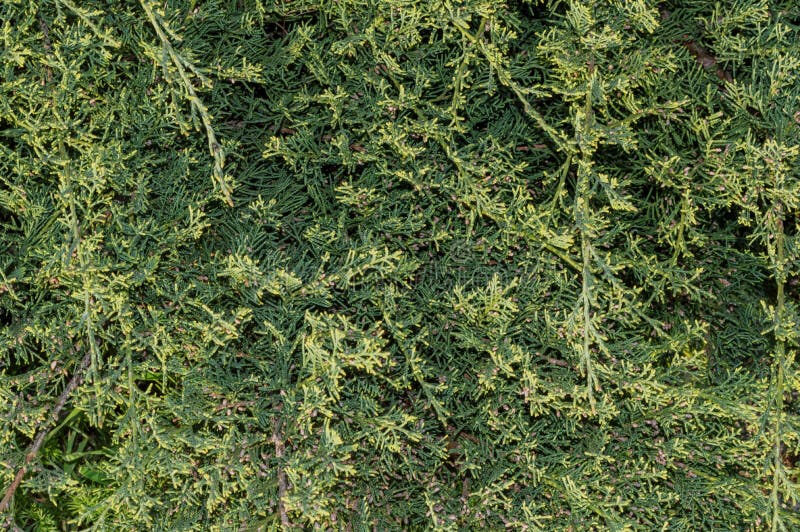 The Texture of the Branches of the Juniper Stock Photo - Image of grass ...