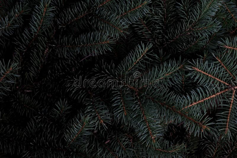 Texture of Branches and Needles of Spruce Green Close-up Stock Photo ...