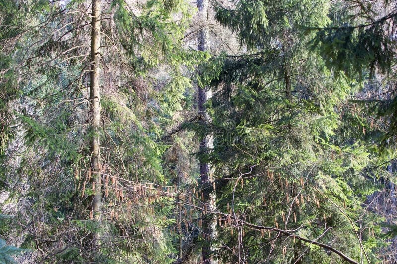 Texture - Branches of Pine and Other Trees Stock Photo - Image of ...