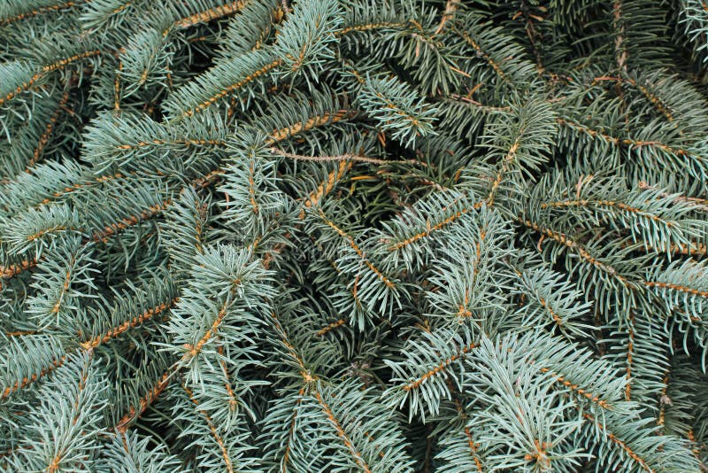 Texture of Branches of Pines and Fir Trees Stock Image - Image of ...