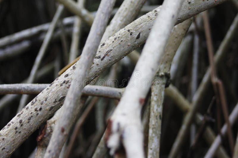 Texture of the Branches Roots of Mangrove Stock Image - Image of branch ...