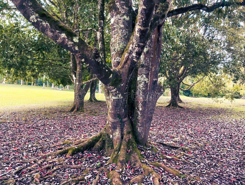 Texture of Branching Old Big Tree Roots Stock Photo - Image of pohon ...