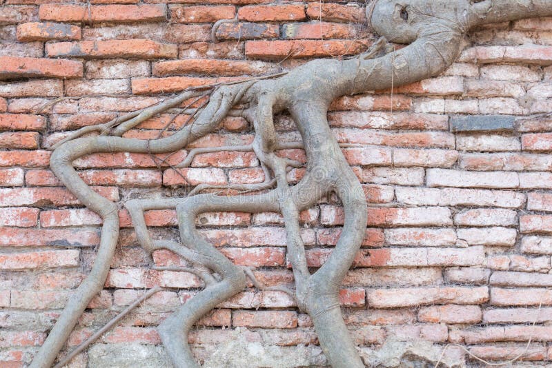 Texture brick wall stock image. Image of block, structure - 39597711