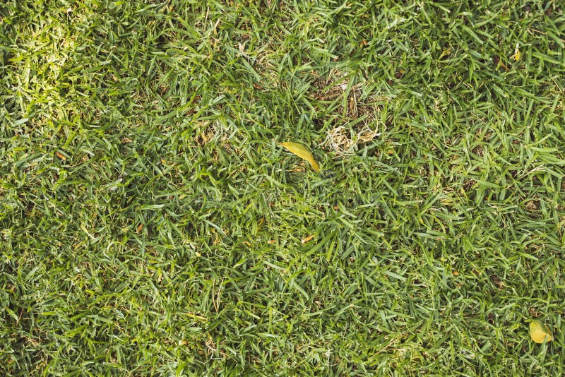 Texture Bright Green Grass. High Quality Photo Stock Image - Image of ...