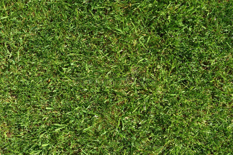 The Texture of the Bright Green Grass of the Lawn. Bright Background ...