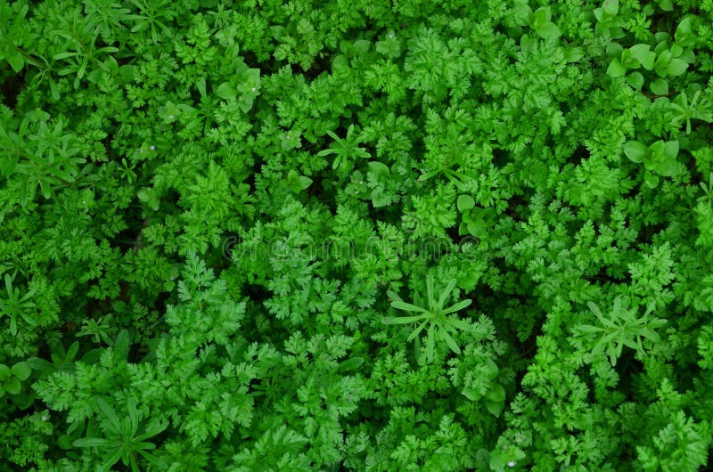 The Natural Background Consists of Dense Grass. Stock Photo - Image of ...