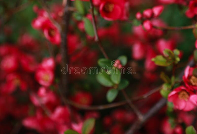 A Bright Pink Spring Blooms Stock Photo - Image of style, beautiful ...