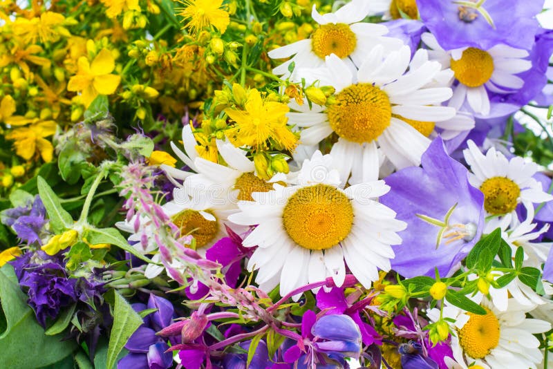 Texture of Bright Wildflowers Stock Image - Image of daisies, pattern ...