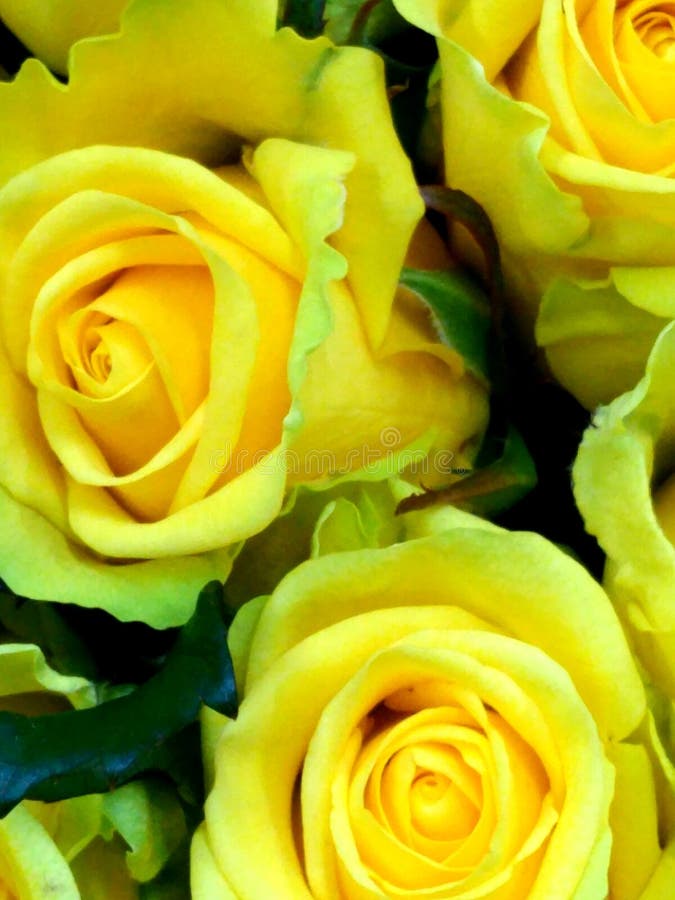 Background of Bright Yellow Rose Buds and Leaves Stock Photo - Image of ...