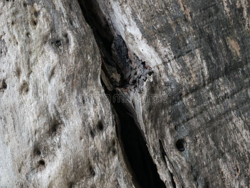 Texture of the Broke Bark Form Old Giant Tree Stock Photo - Image of ...