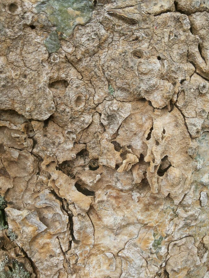 Texture brown stock photo. Image of tree, brown, texture - 43199758