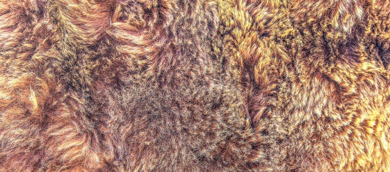 Texture of Brown Bear Fur Close Up Stock Photo - Image of beautiful ...