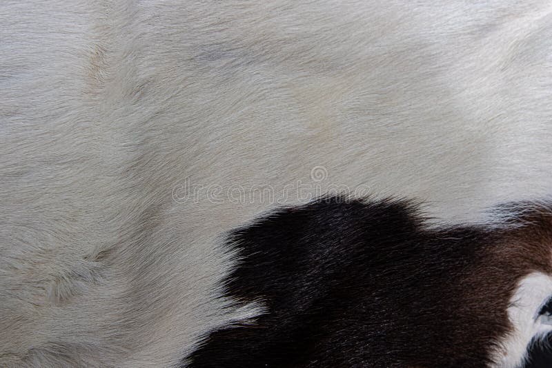 Brown Cow Skin Coat with Fur Black White and Brown Spots Stock Photo ...