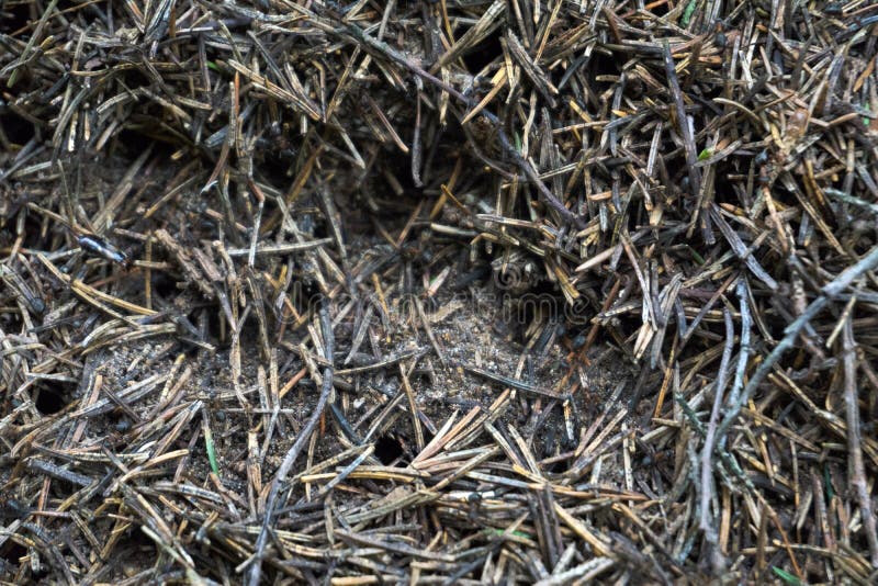 The Texture of a Brown Natural Forest Anthill with Ants a Lot of Small ...