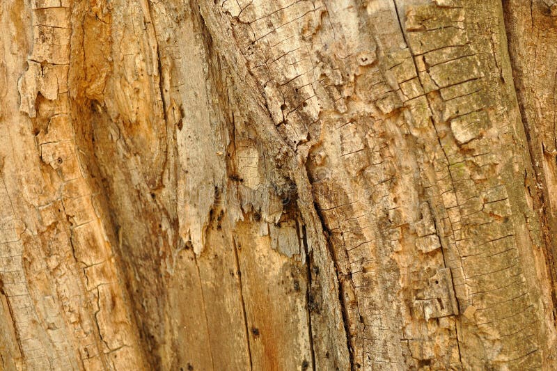 Texture of brown tree stock image. Image of material - 33486467