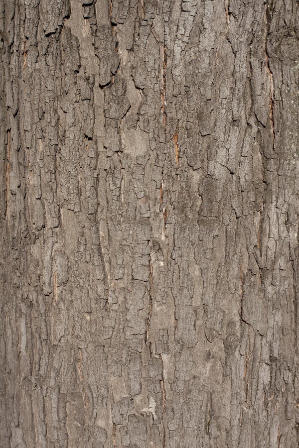 A Texture of Brown Tree Bark Stock Photo - Image of material, bark ...