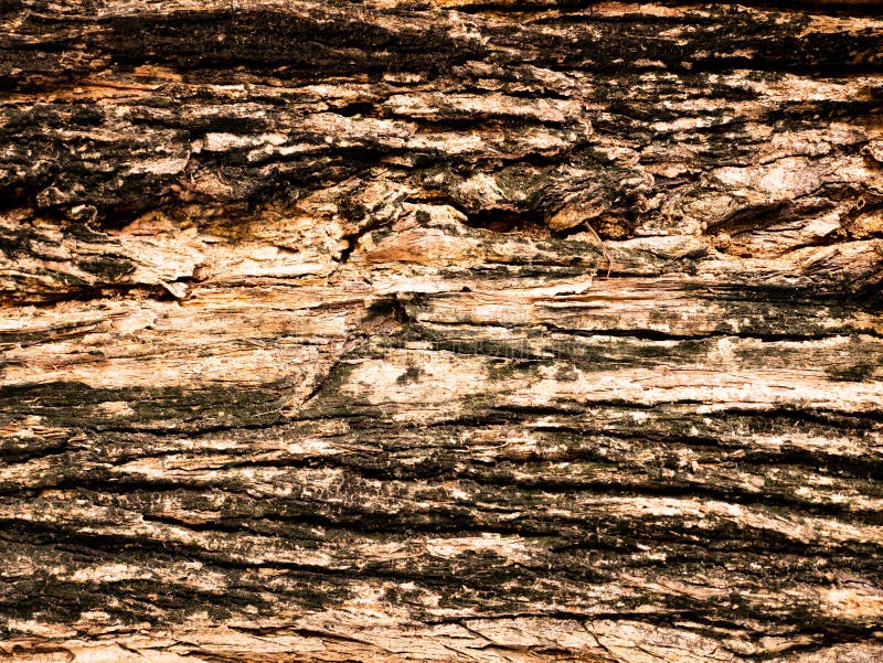 Texture of Brown Tree Bark. Stock Photo - Image of bark, close: 126295228